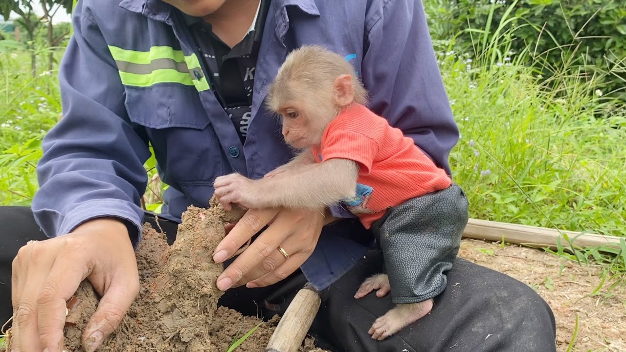 Little monkey farmer SinSin experiences and helps Dad harvest ...