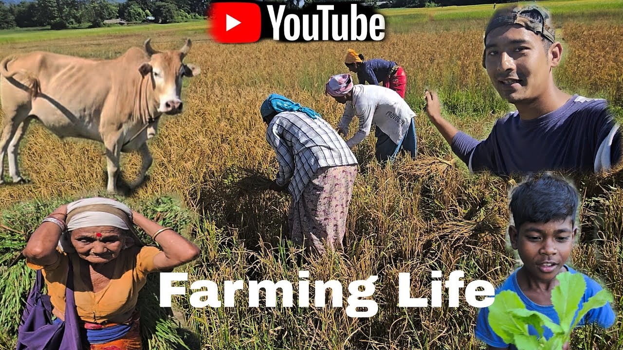 How a village people lives//Farming Life//Village vlog// - YouTube