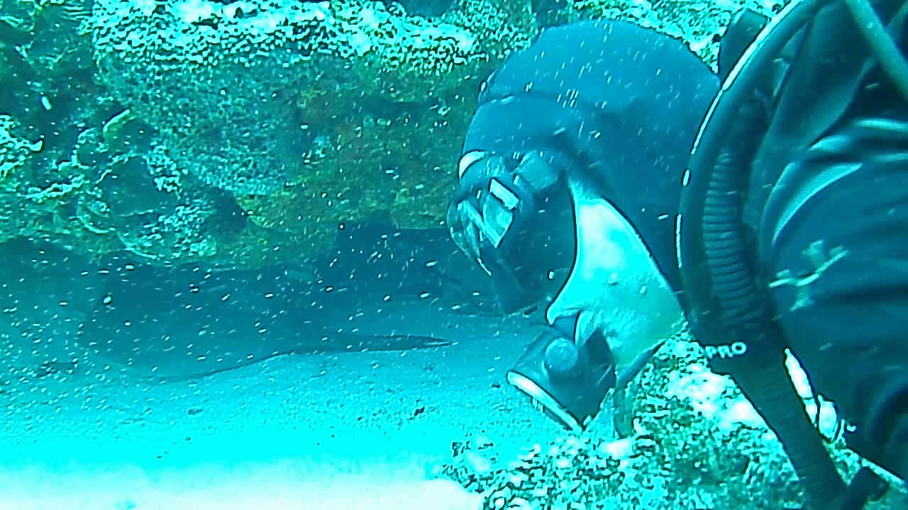 Shark-Cliff.AVI - YouTube