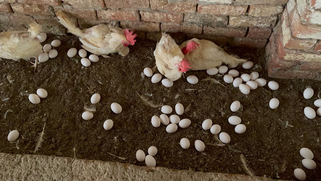 Hen Farming | Hen Farming Business | Hen Farm | Part 23 - YouTube