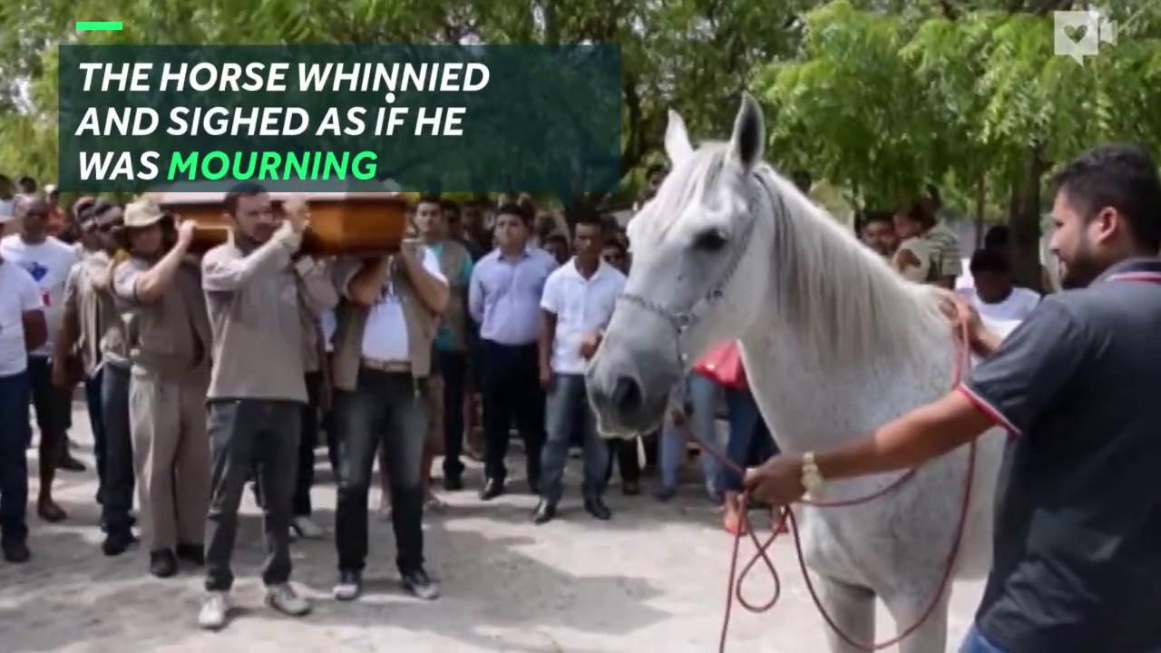 Heart-breaking moment horse cries at owner's funeral - YouTube