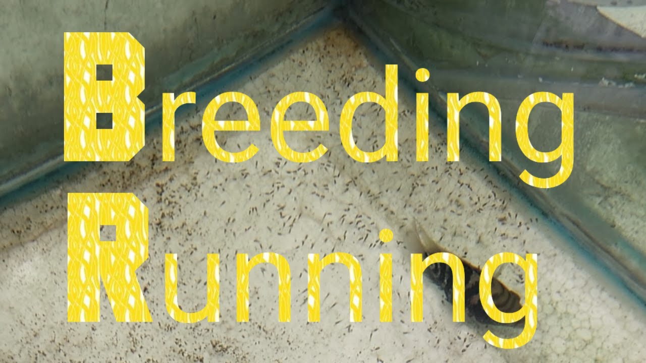 Aquarium Fish Stock |Fish Breeding Running | Ayush Fishery - YouTube