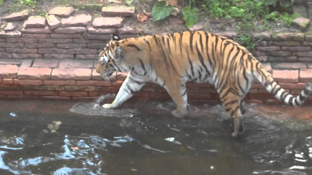 Picture Of A Tiger Pooping at Cecil Powell blog
