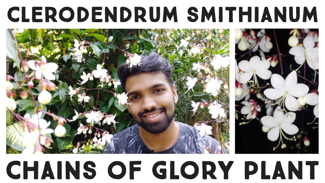 Clerodendrum smithianum | Chain Of Glory Plant Care Guide | Nandanam ...