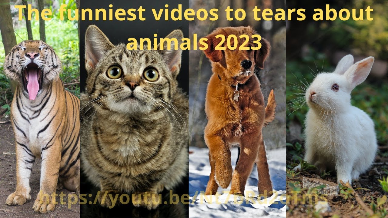 My project 2 2023 06 03 19 40 02 online video cutter com - YouTube