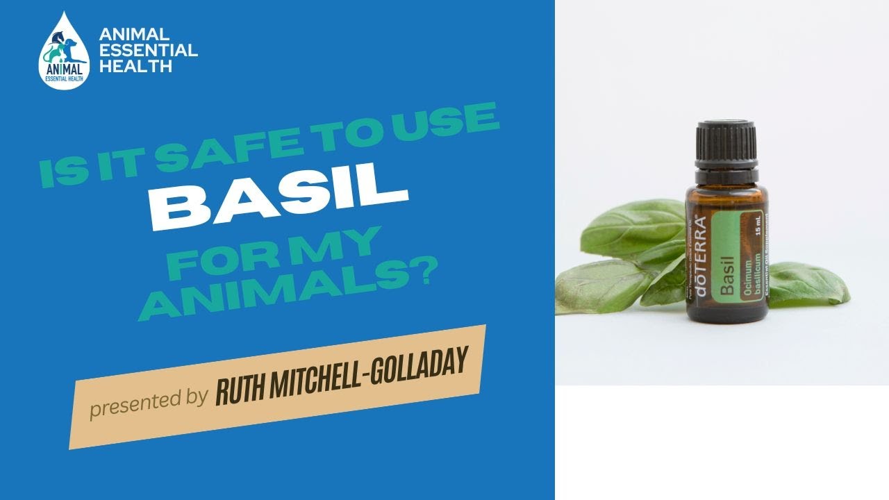Is Basil safe for animals? - YouTube