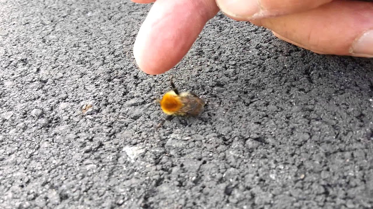 High five bee - YouTube