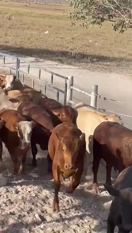Fancy Mexican steers based at 700 Lbs. Worth the $. Call or text 615 ...