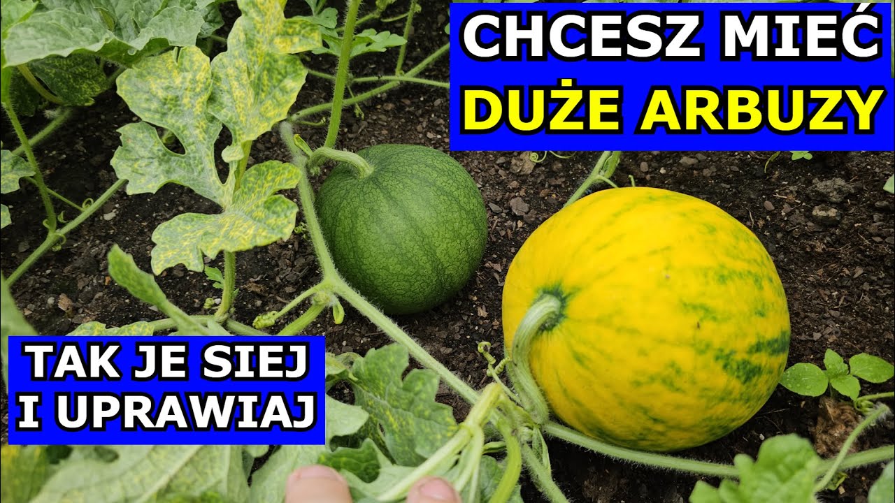 Chcesz mieć DUŻE ARBUZY tak je Uprawiaj. Siewy na Rozsadę Sadzenie ...