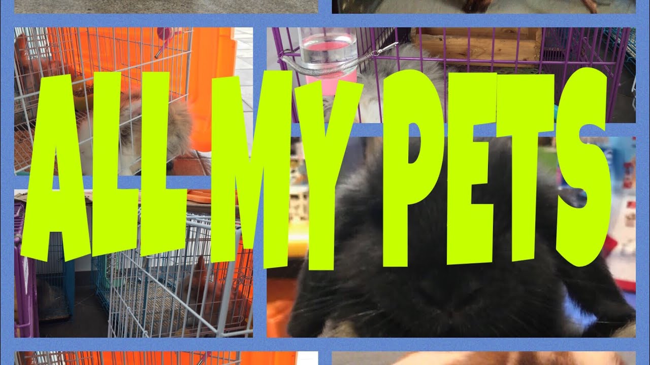 All My Pets - YouTube