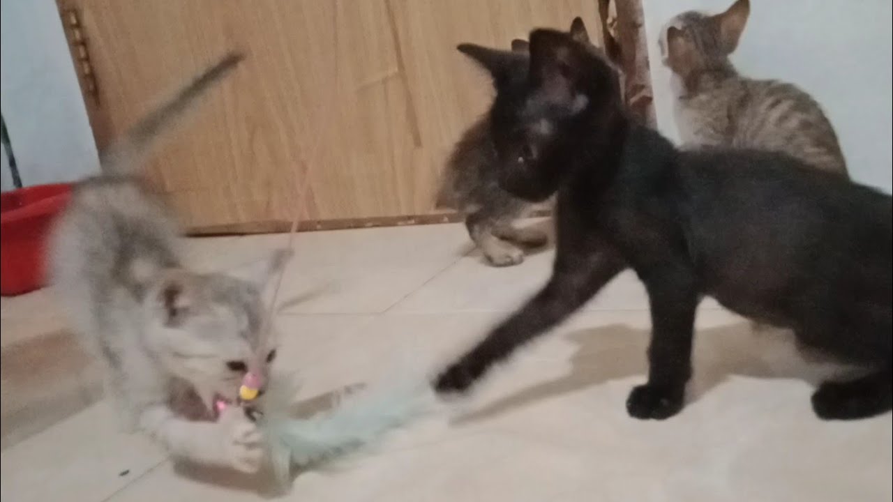 Funny Kittens playing together || Kittens playing with toys - YouTube