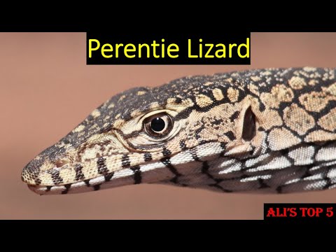 Ali's Top 5 - Perentie Lizard Facts - YouTube