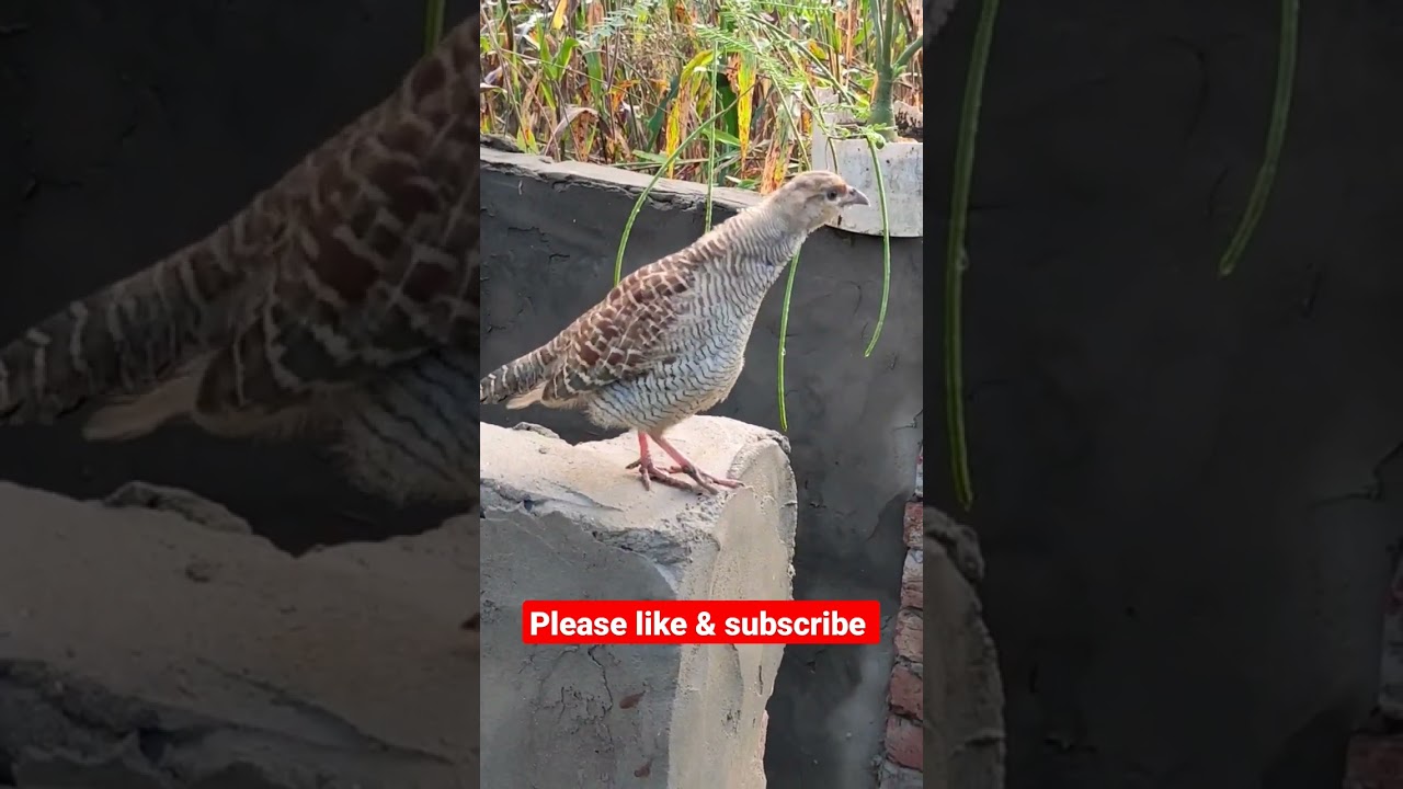 beautiful teetar birds voice - YouTube