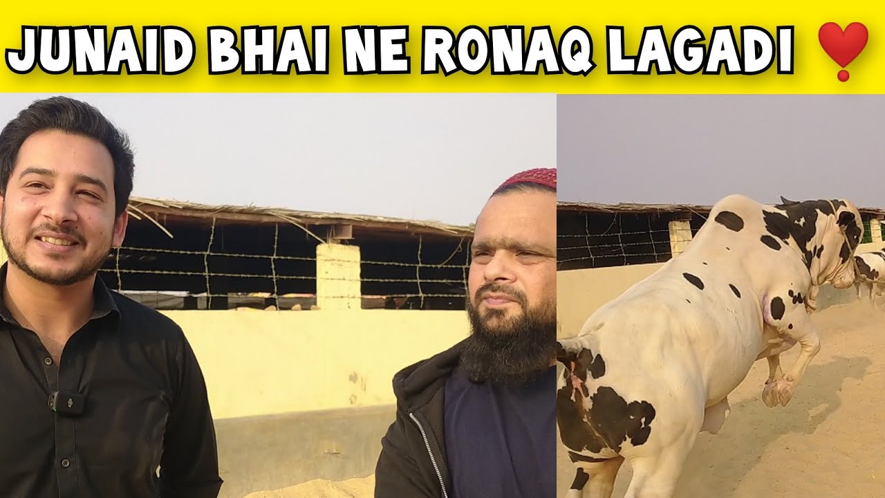 New Entry plus Junaid Bhai Ne Ronaq Lagadi @jntv123|| Bakra Eid 2024 - YouTube