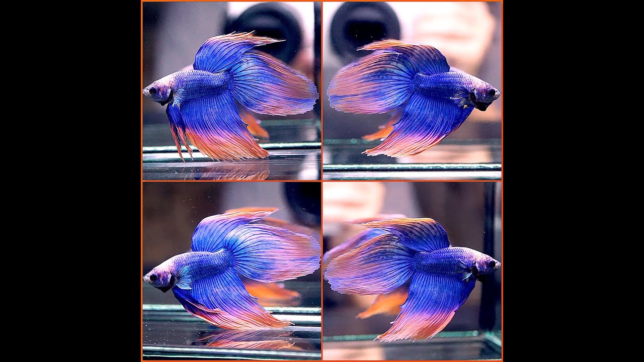 Live Betta Fish SUPER BLUE ORANGE Veil Tail VT Male #179 - YouTube