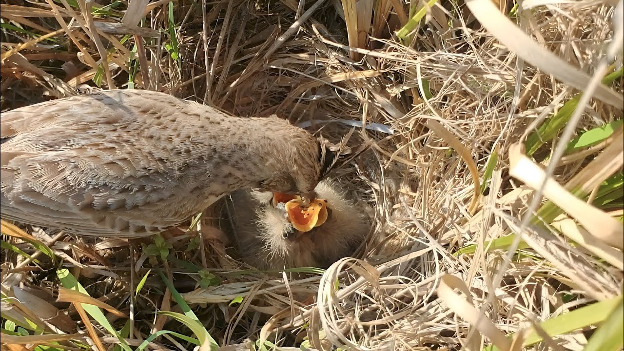 Skylarks Babies In The Nest | We Belong to Nature - YouTube