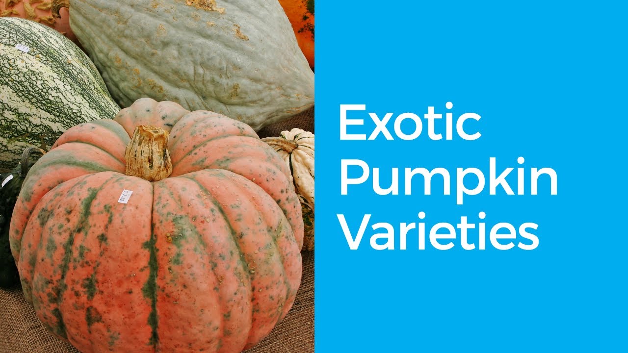 Exotic Pumpkin Varieties - YouTube