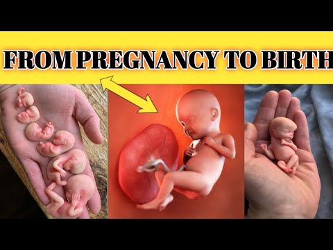 Baby before birth | Educator Ibr Yt - YouTube