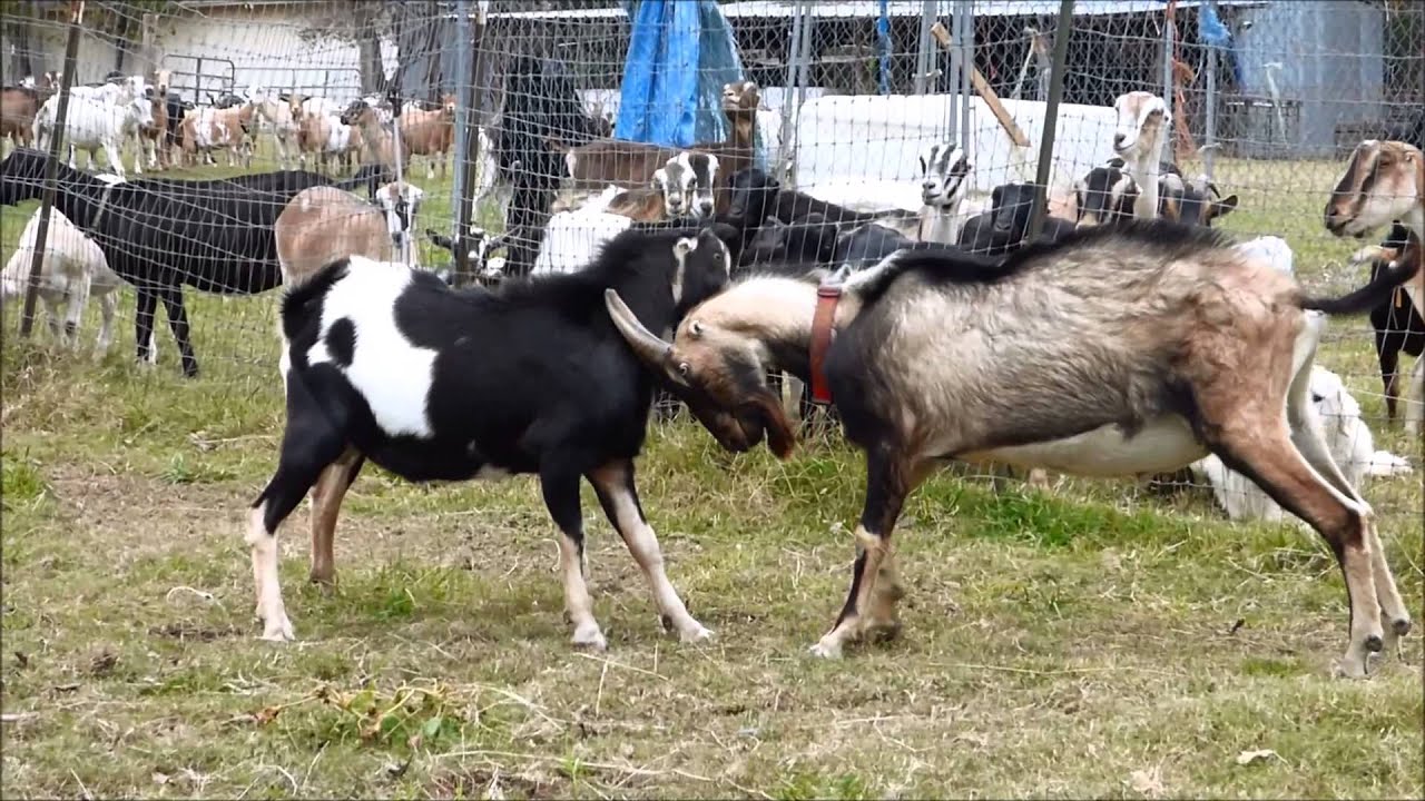 Goat Fight: Dominic VS JP - BUCK VS BUCK Introductory Behavior - YouTube