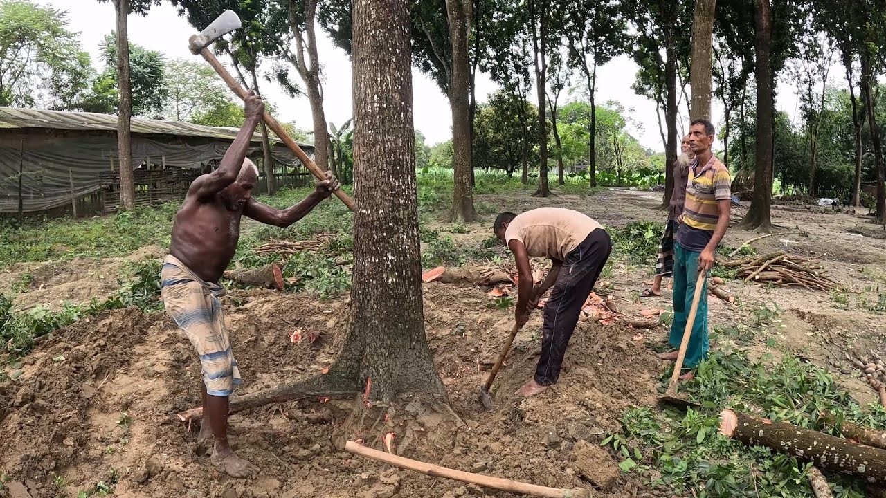 Giant Tree Cutting by Axe & Chainshaw Strong Old Labour - YouTube