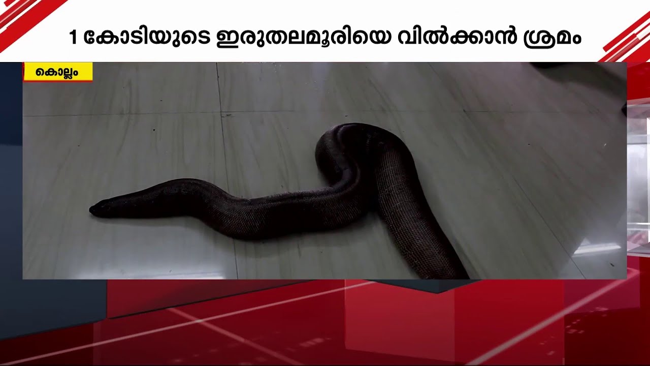 ഒരു കോടി രൂപ വില; ഇരുതല മൂരിയെ വിൽക്കാൻ ശ്രമിച്ച സംഘം പിടിയിൽ | Kollam ...
