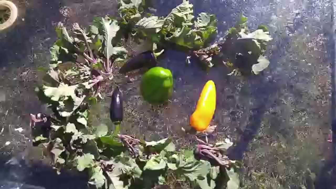 Kalettes (Flower sprout) Kale+Brussel Sprout Updated- JoonPo - YouTube