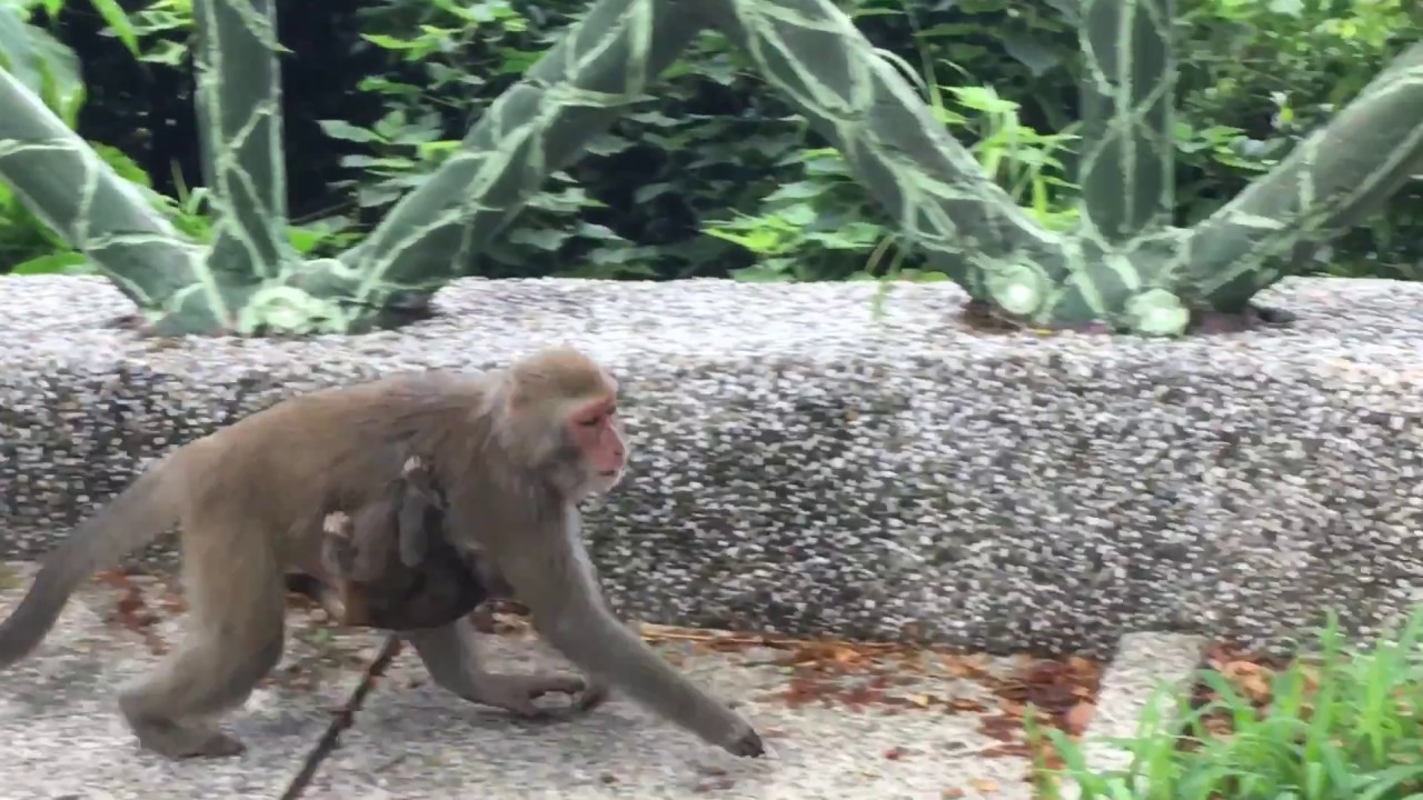 Wild monkeys (Formosan rock macaque) in Kaohsiung's Monkey Mountain ...