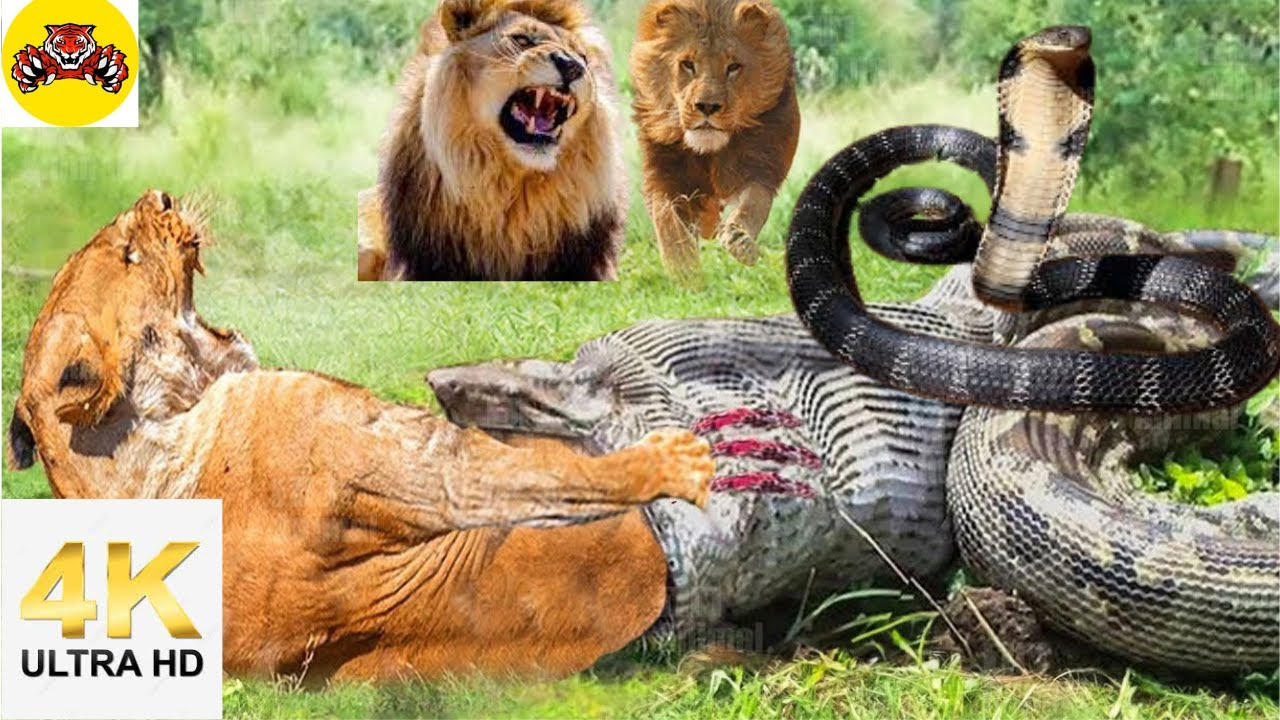 the moments when the Snake hunts and swallows its prey/#wildlife/# ...