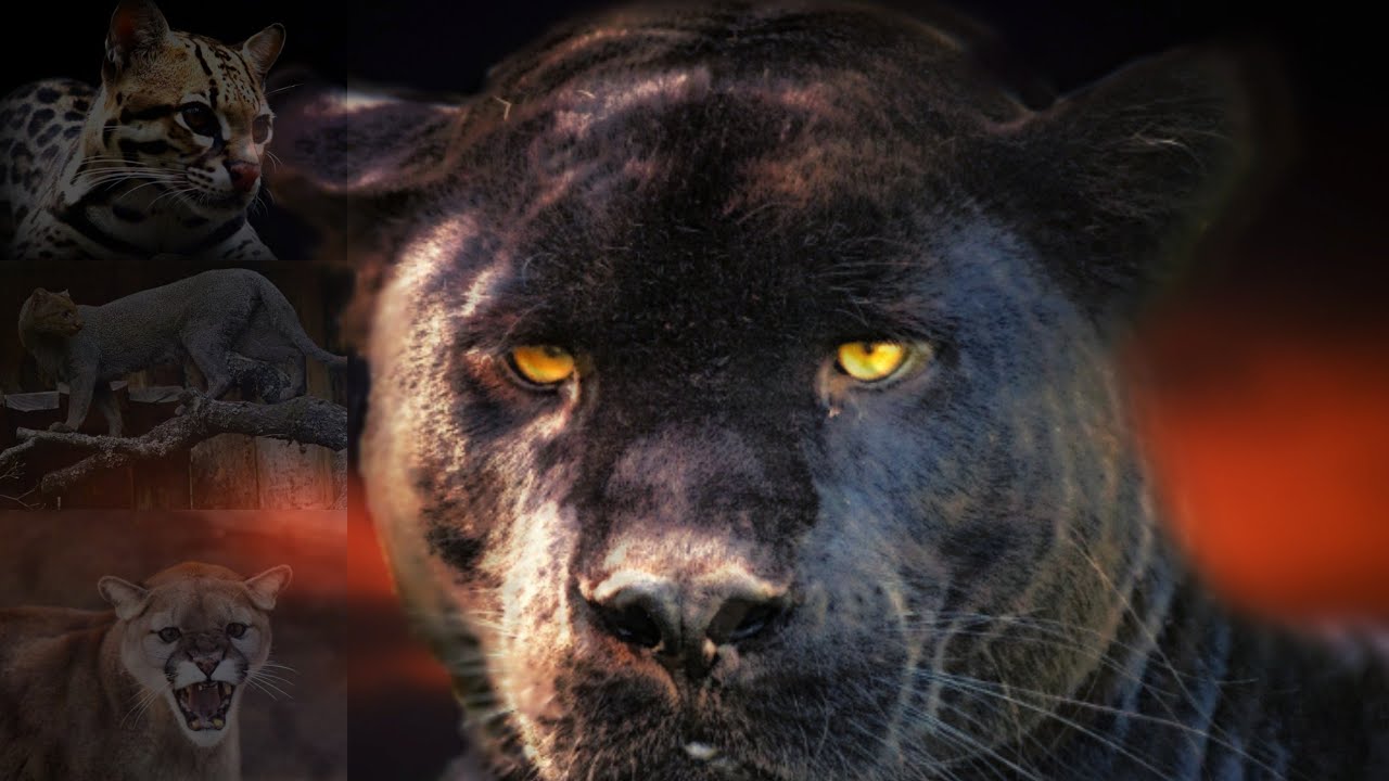 INCRÍVEL - GRANDES FELINOS DO CERRADO BRASILEIRO 😼 - YouTube