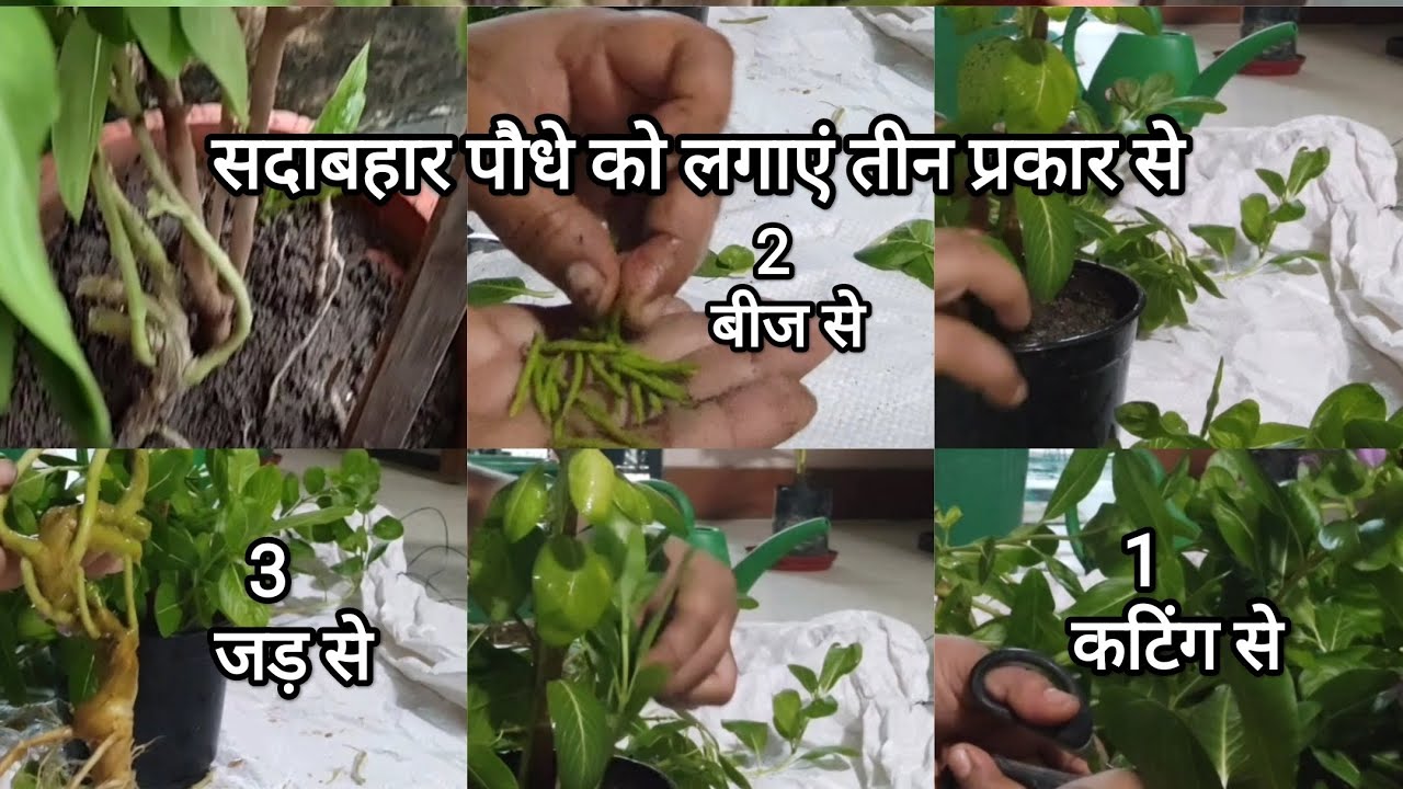 How to Propagate Sadabahar Plant from its Cutting?सदाबहार पौधे को उसकी ...