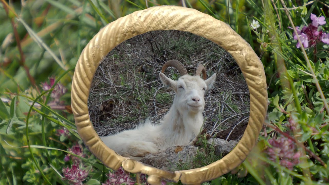 Wild (-Ish) Goats; Lead Mining, Ancient & Modern; Bronze Age Barrows ...
