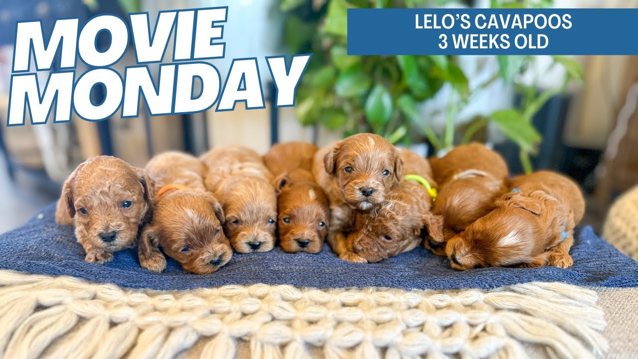 Lelo's Cavapoos 3 weeks old - YouTube