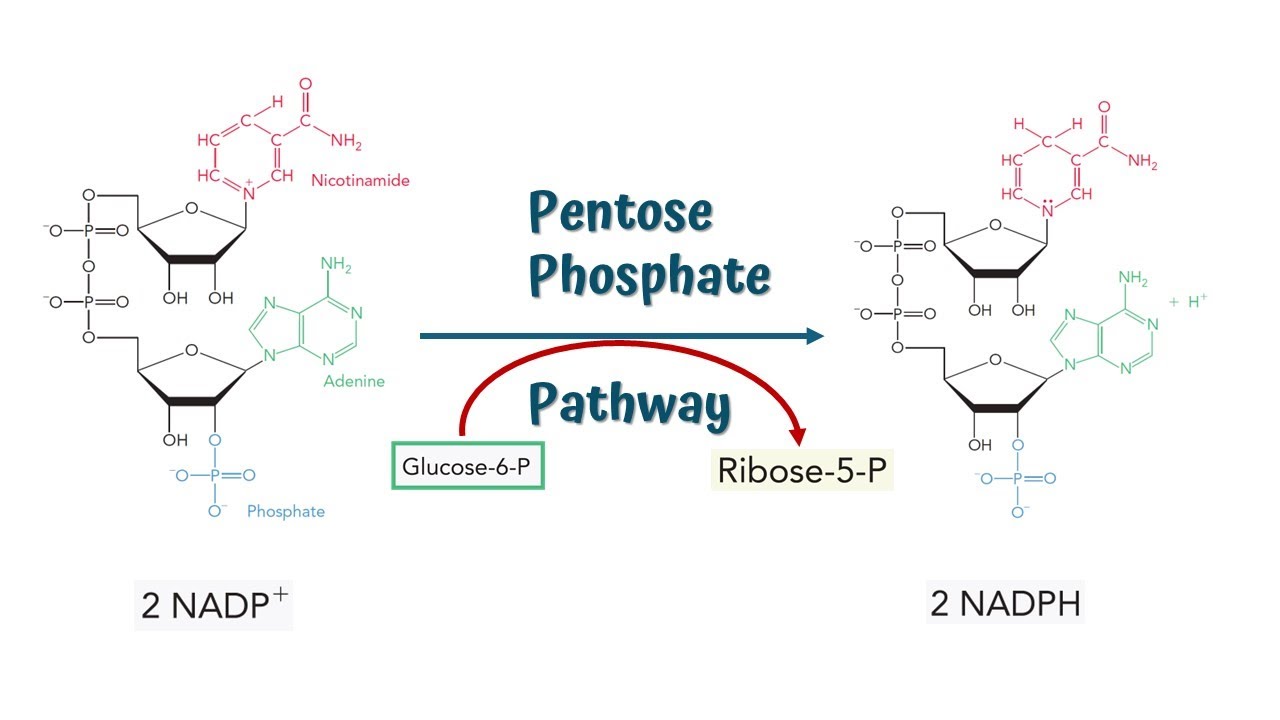 Pentose Phosphate Pathway || Hexose Monophosphate Shunt || Steps and ...