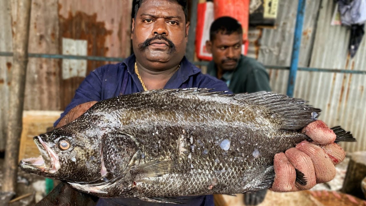 KASIMEDU 🔥 SPEED SELVAM | BIG SIZE SEA BOSS FISH CUTTING VIDEO | 4K ...