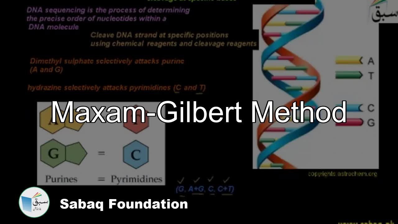 Maxam-Gillbert Method, Biology Lecture | Sabaq.pk - YouTube