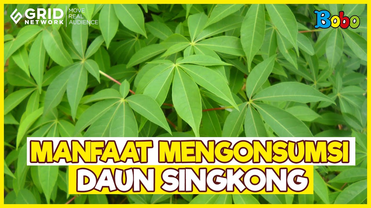 Fakta Menarik 4 Manfaat Mengonsumsi Daun Singkong Untuk Kesehatan