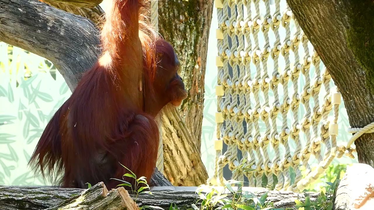 Affe geboren Affen Nachwuchs 20. Juni Jungtier Orang Utan Pongo ...