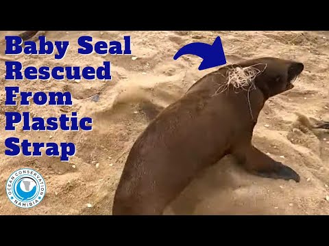 Un bébé phoque sauvé d'une sangle en plastique