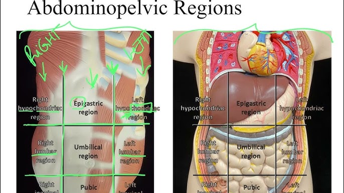 Abdominopelvic Area Fig. 1 7 Nine Regions Of The Abdominopelvic Cavity