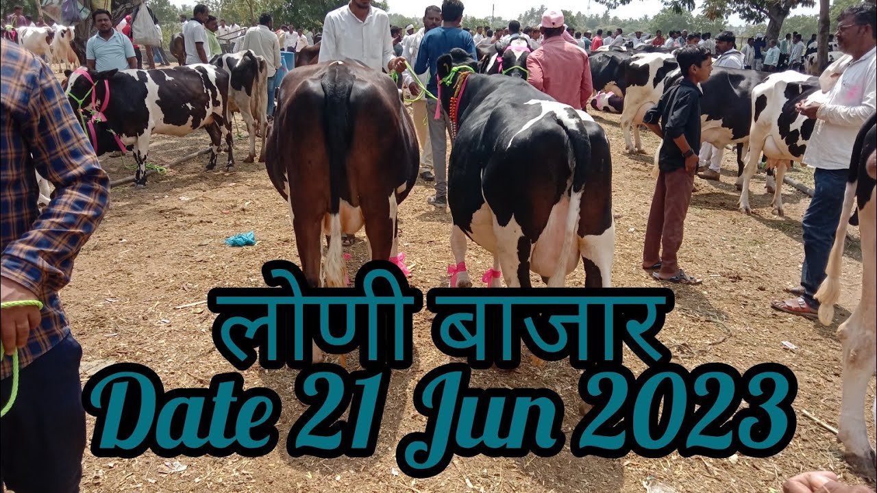 21Jun 2023 Loni market. swast gai bajar . hf quality gai . - YouTube