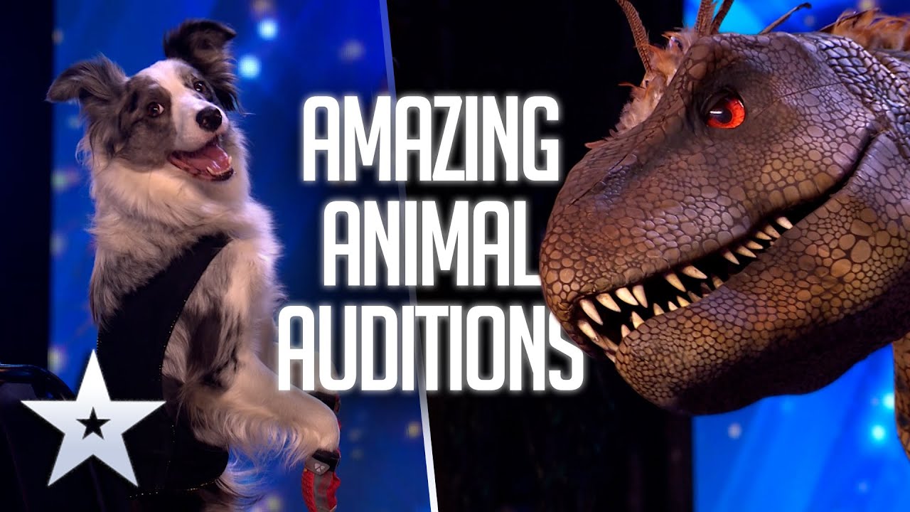 AMAZING ANIMAL Auditions from 2022 | Britain's Got Talent - YouTube