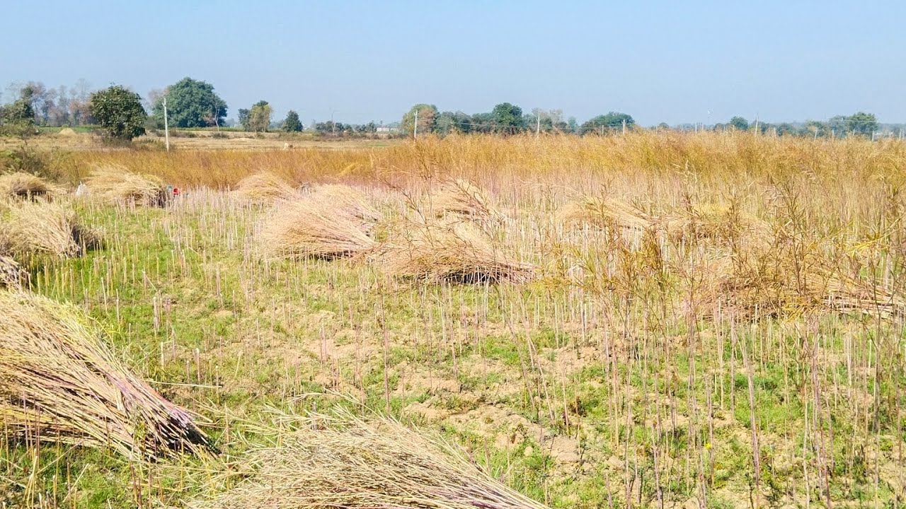 #fasal ka katai🌾🌾 - YouTube