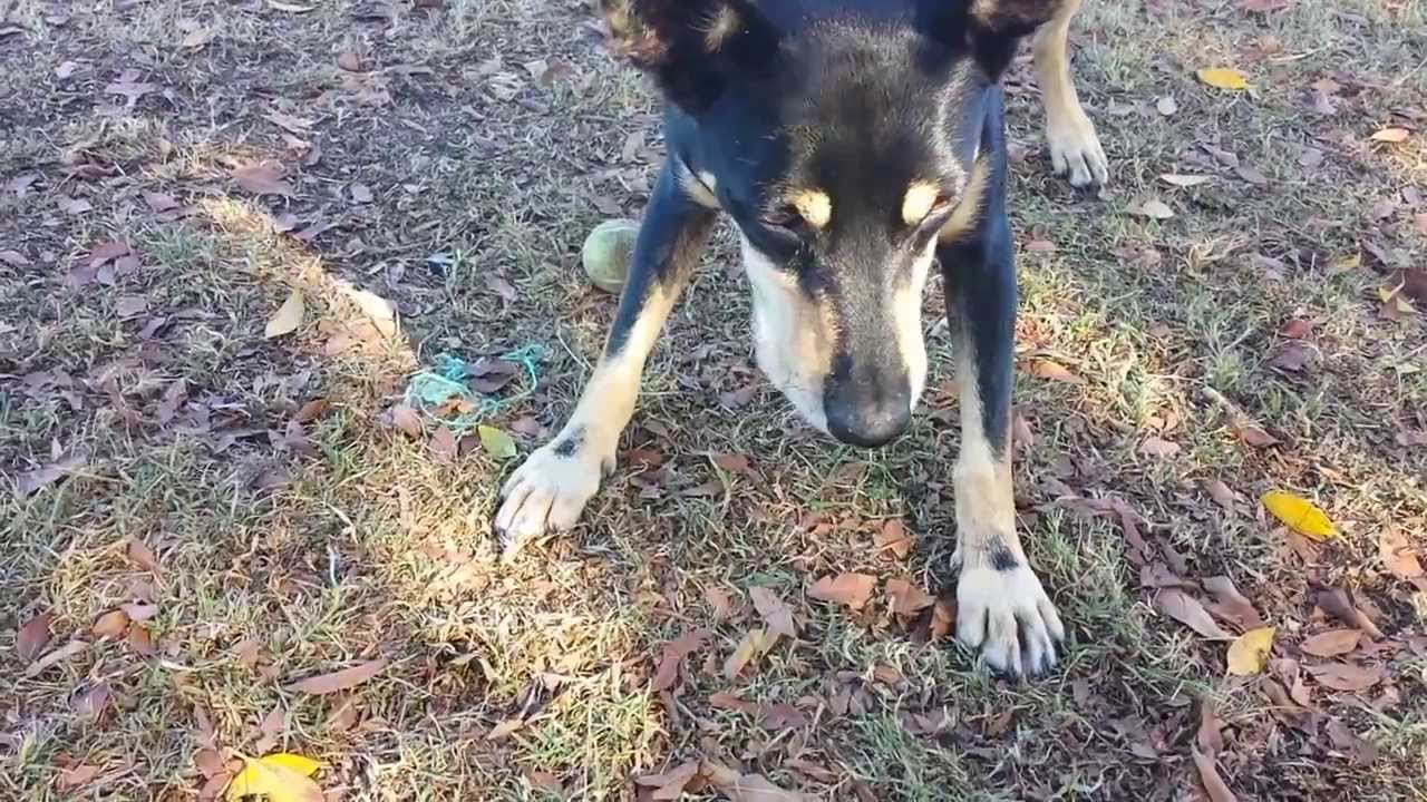 One on One Dog Training - 20140314 081454 - YouTube