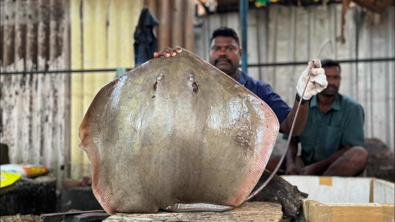 HUGE THIRUKAI😱FISH FANTASTIC 🔥 CUTTING BY SPEED SELVAM ⚔️💪⚡ - YouTube