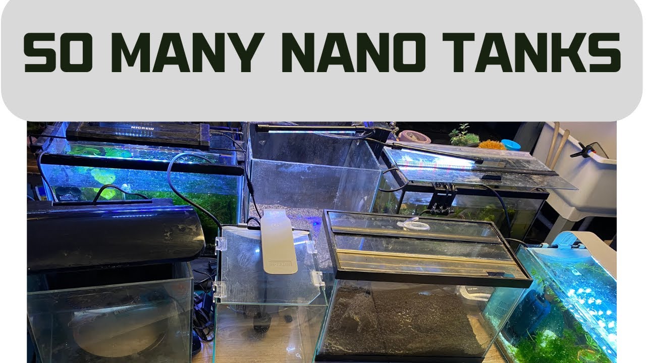 So many Nano Tanks - YouTube