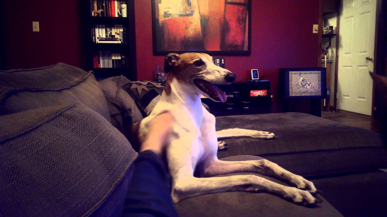 Silly Greyhound - YouTube