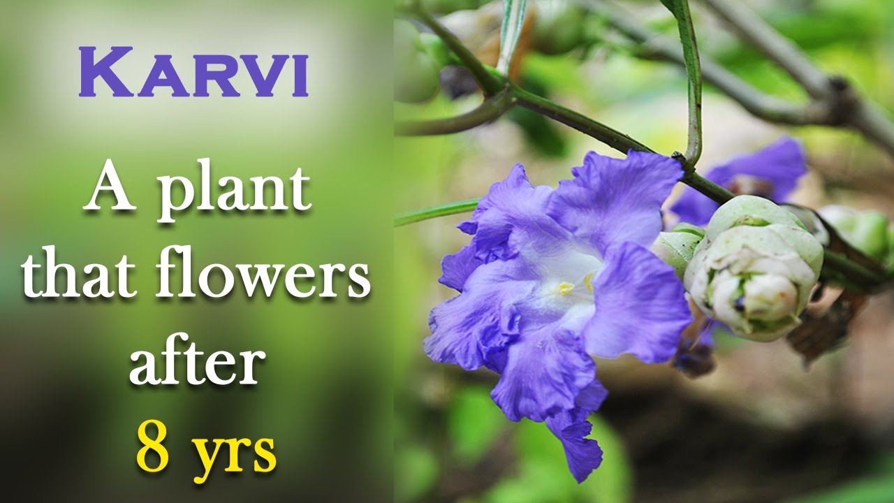 Karvi that flowers after 8 yrs | Karvi identification | Strobilanthes ...