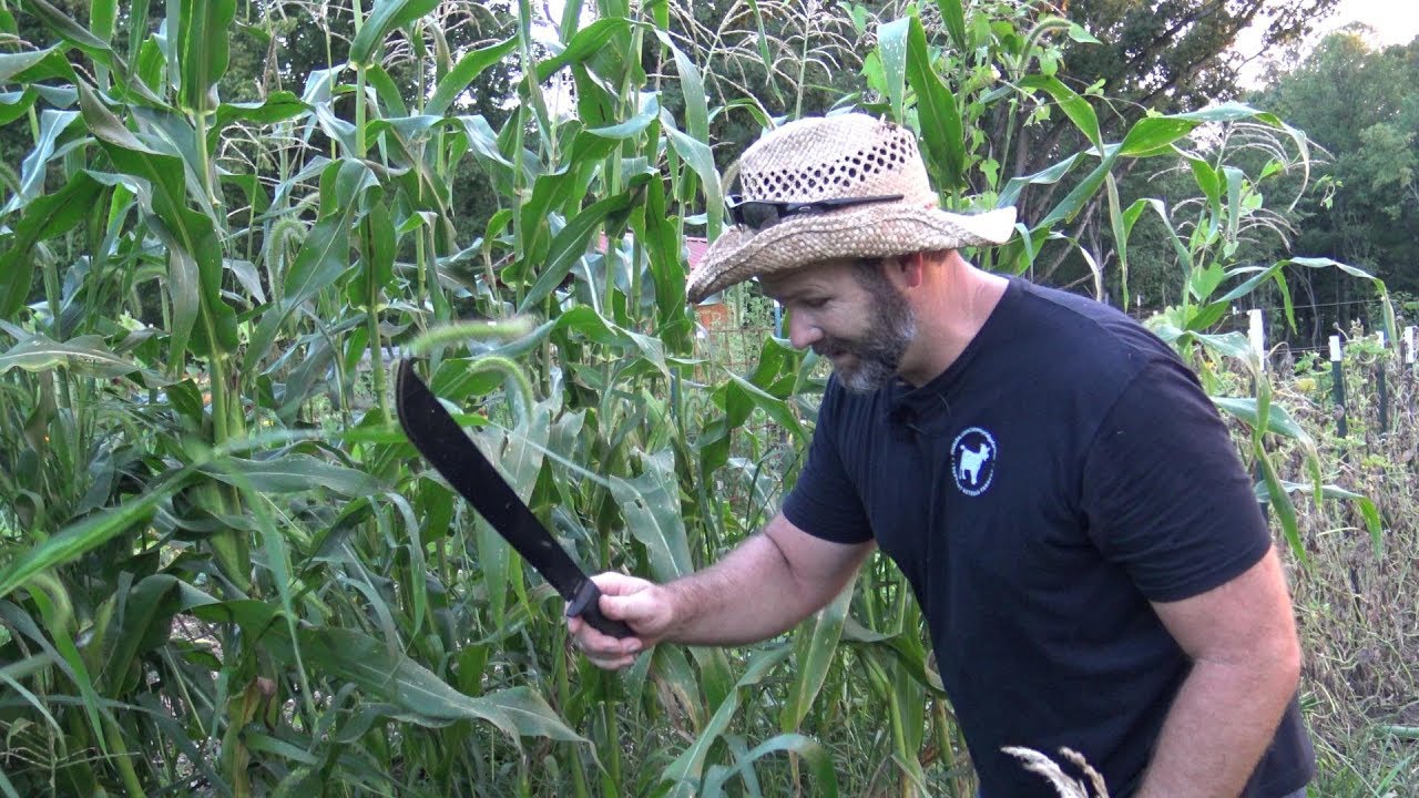 Machete in The Corn Patch!! Goats...and more farm fun! - YouTube
