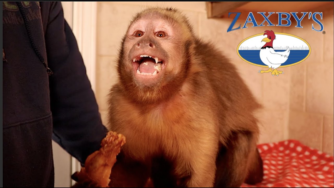 Cute Monkey Eating Zaxby's Chicken and Salad! #MonkeyBooSpecial - YouTube