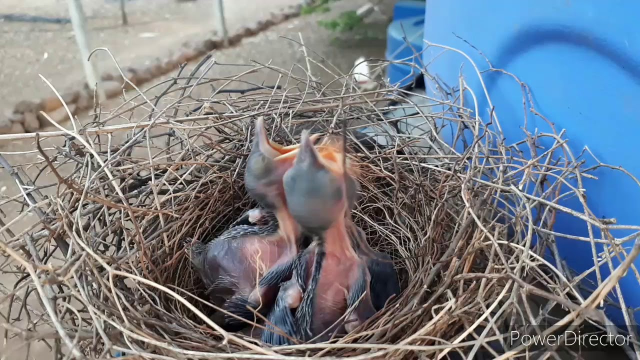 Bird chicks | chicks | 🐣🐤 | पक्ष्यांची पिल्ले - YouTube